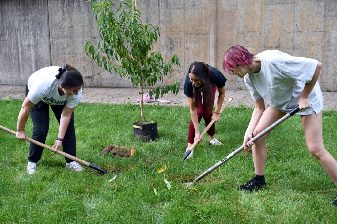 Students, volunteers, professors from university plant orchard at ...